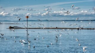 lie ing形 現在・過去進行形 例文でマスターしよう！ | えいたんごン