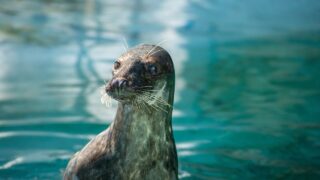 swim ing形 現在・過去進行形 例文で確認しよう！ | えいたんごン