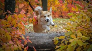 assume that 意味 例文 使い方を学習しよう！ | えいたんごン