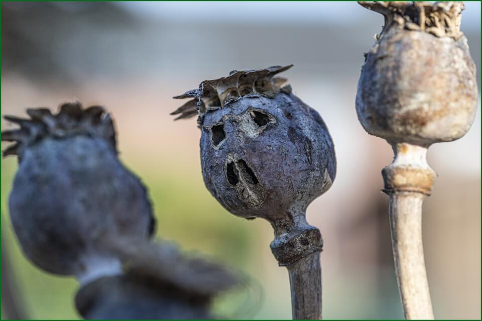 resemble 使い方 意味 例文 を学びましよう！ | えいたんごン
