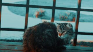 point out that 意味 例文 使い方を学びましょう！ | えいたんごン