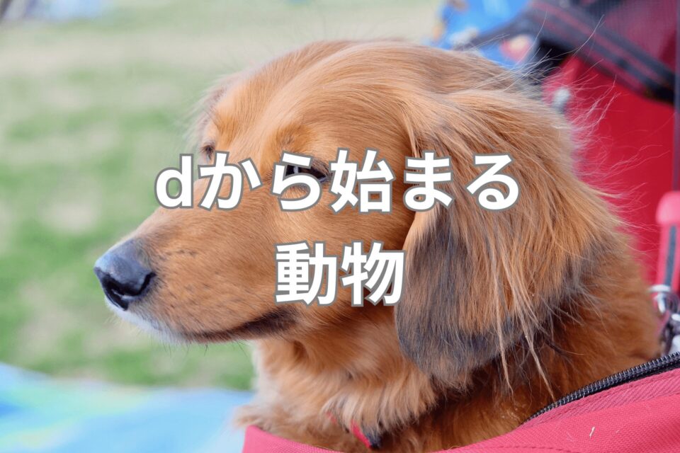 dから始まる動物 113選！ | えいたんごン